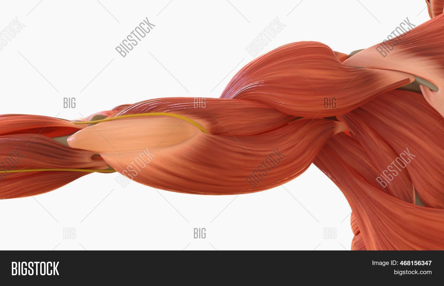 Human Muscle Anatomy Image & Photo (Free Trial) | Bigstock