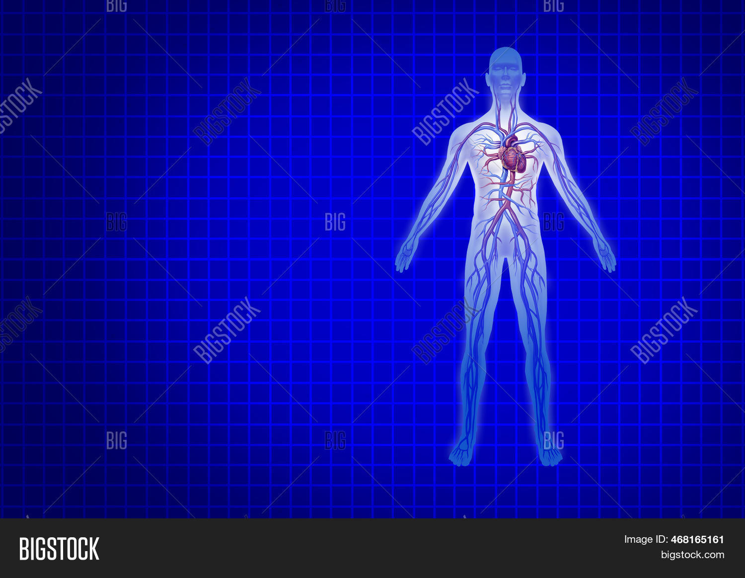 Human Cardiovascular Image & Photo (Free Trial) | Bigstock