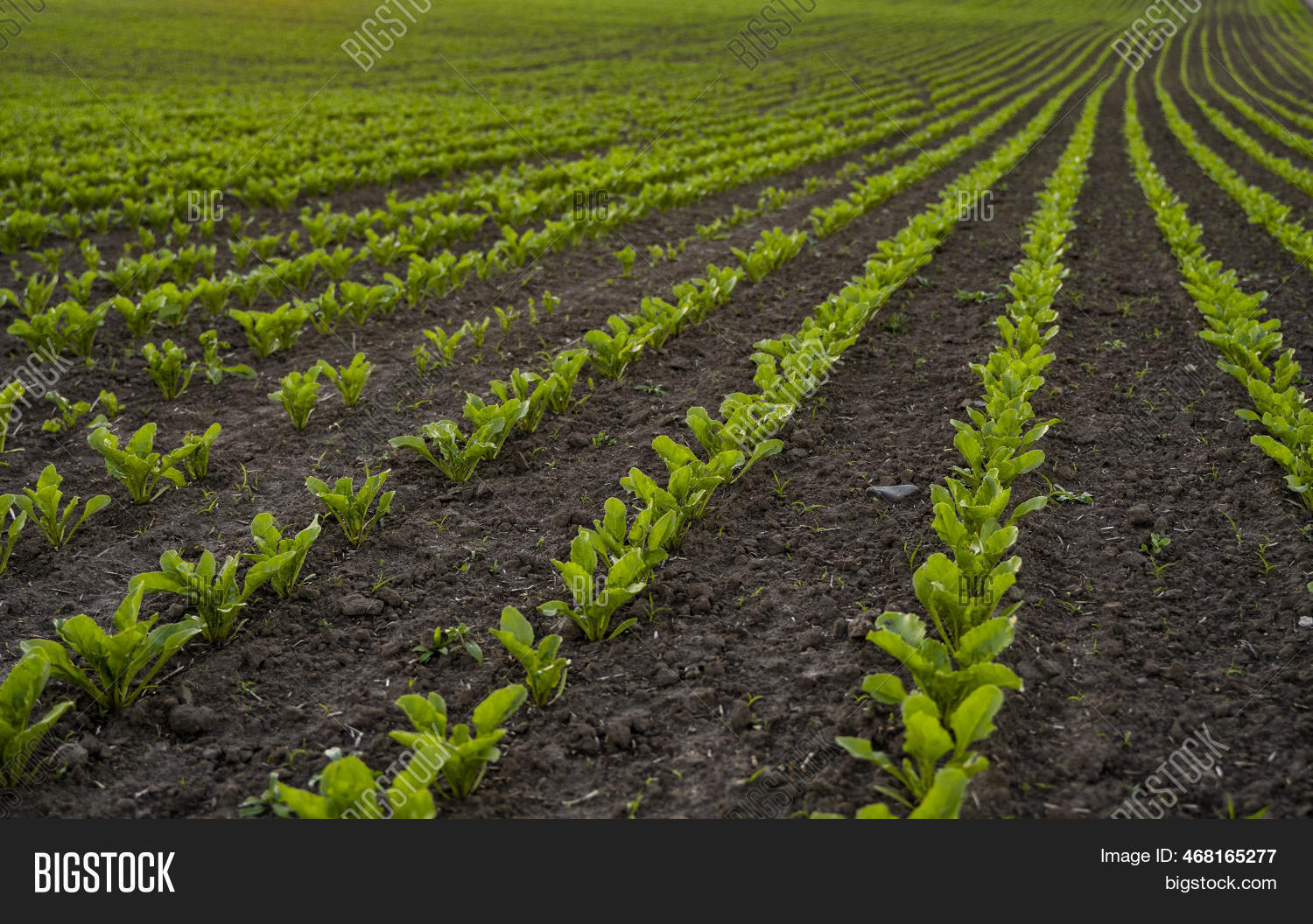 Rows Young Fresh Beet Image & Photo (Free Trial) | Bigstock