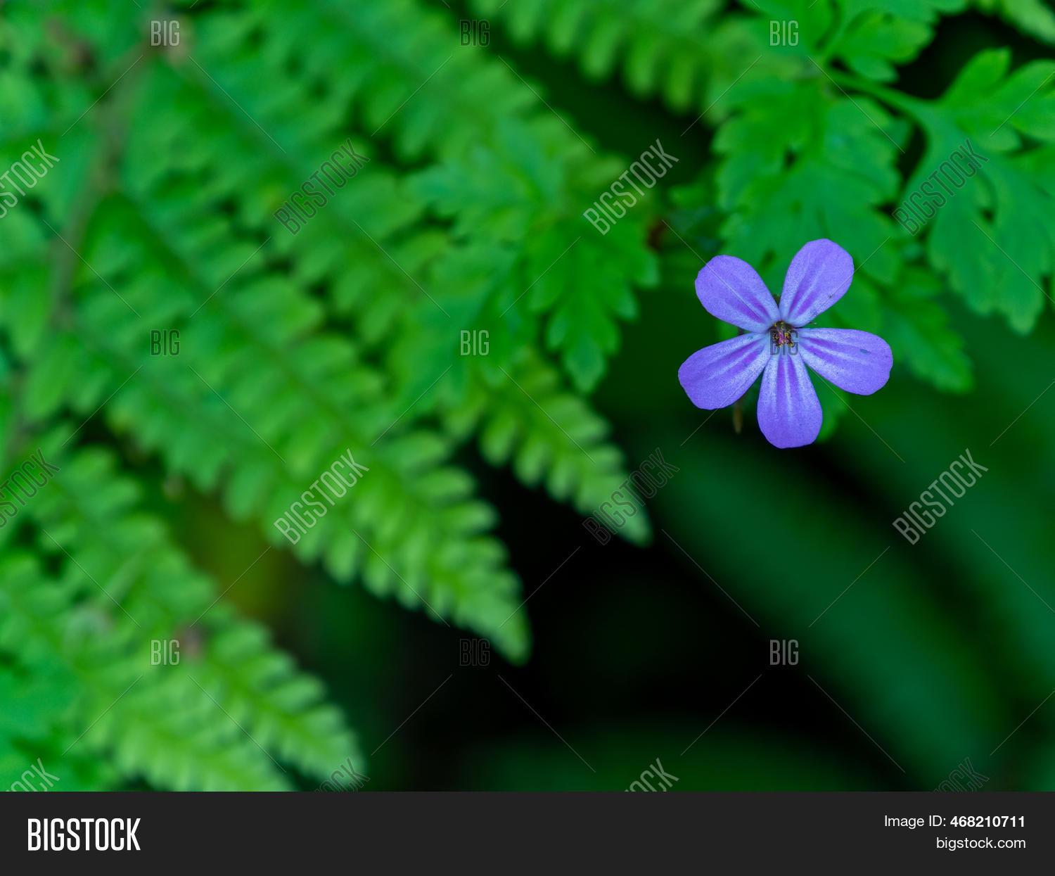 One Small Five- Image & Photo (Free Trial) | Bigstock