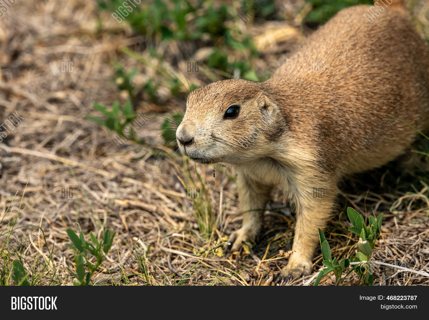 Face Young Prairie Dog Image & Photo (Free Trial) | Bigstock