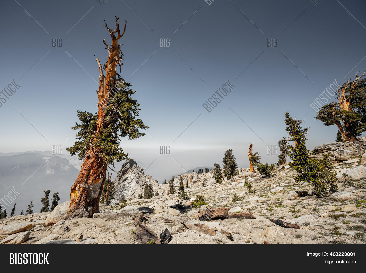 Foxtail Pine Trees Image & Photo (Free Trial) | Bigstock