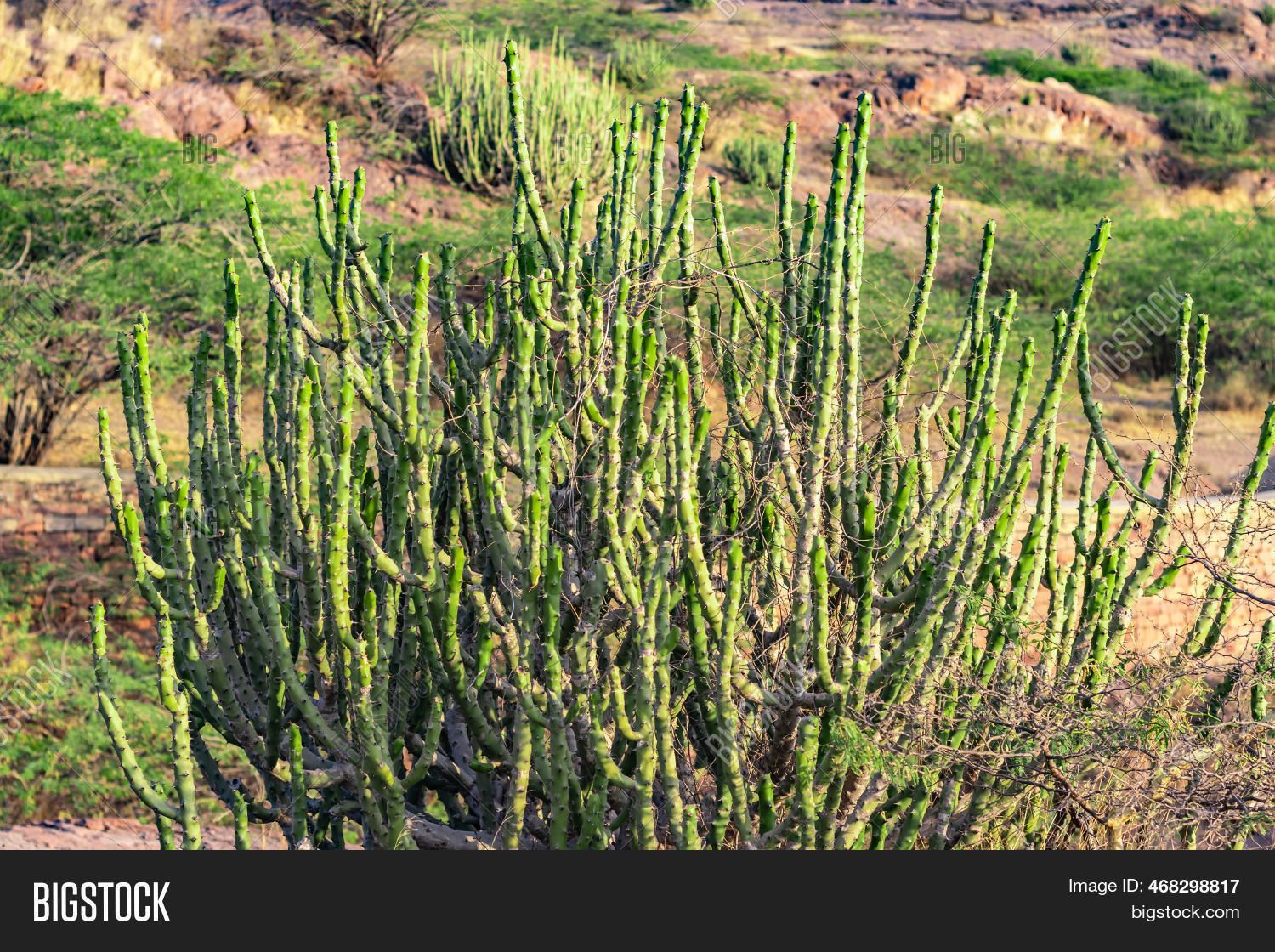 Euphorbia Caducifolia Image & Photo (Free Trial) | Bigstock