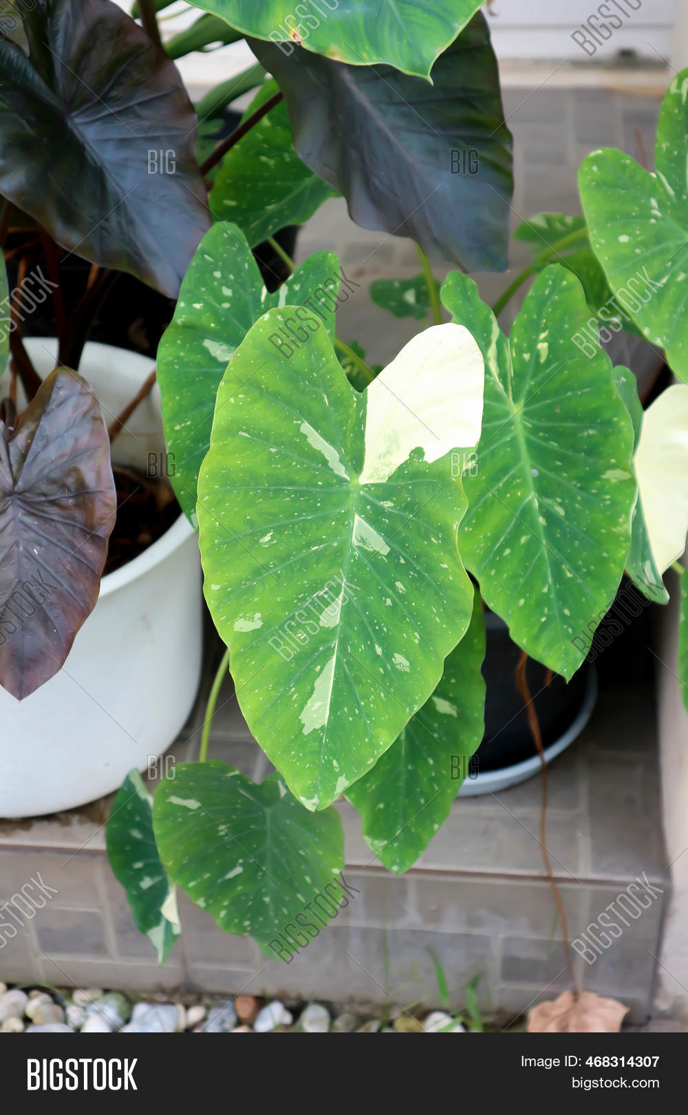 Colocasia White Lava Image & Photo (Free Trial) | Bigstock