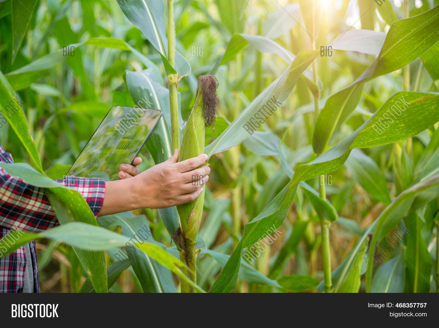 Farmer Corn Field Image & Photo (Free Trial) | Bigstock