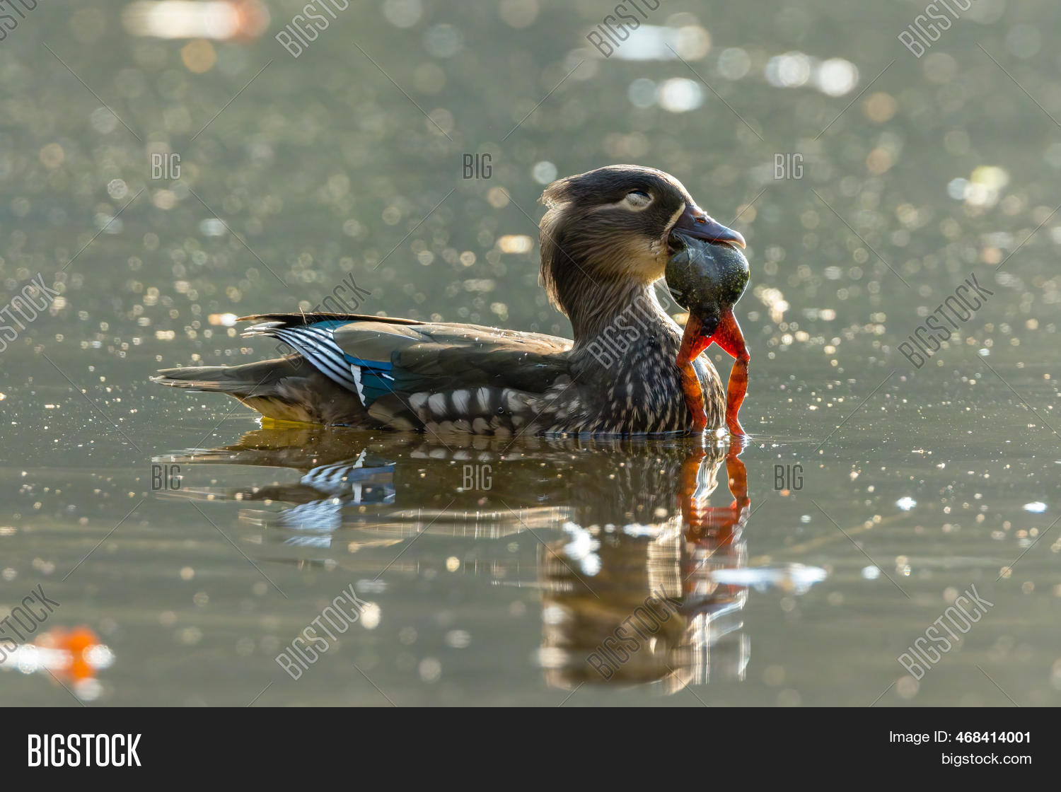 Female Mandarin Duck Image & Photo (Free Trial) | Bigstock