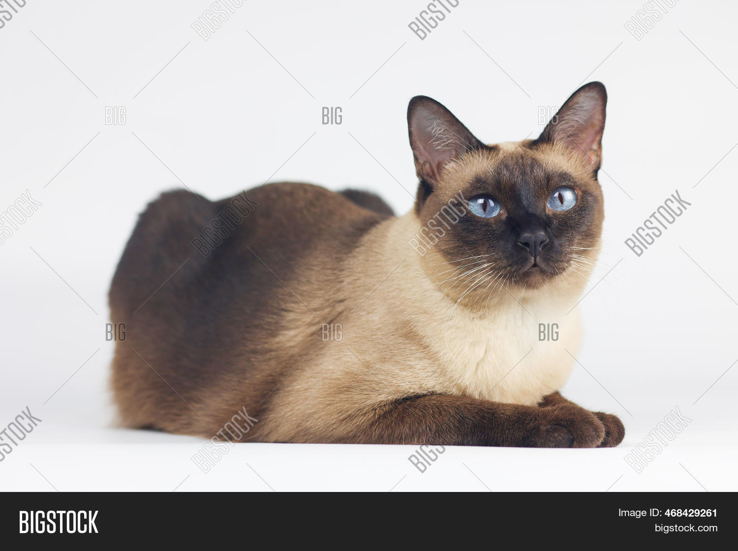 Siamese Cat Blue Eye Image & Photo (Free Trial) | Bigstock
