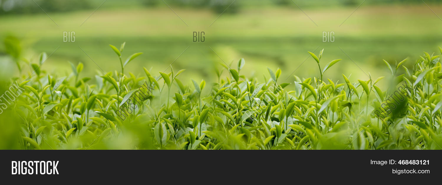 Banner Green Tea Tree Image & Photo (Free Trial) | Bigstock