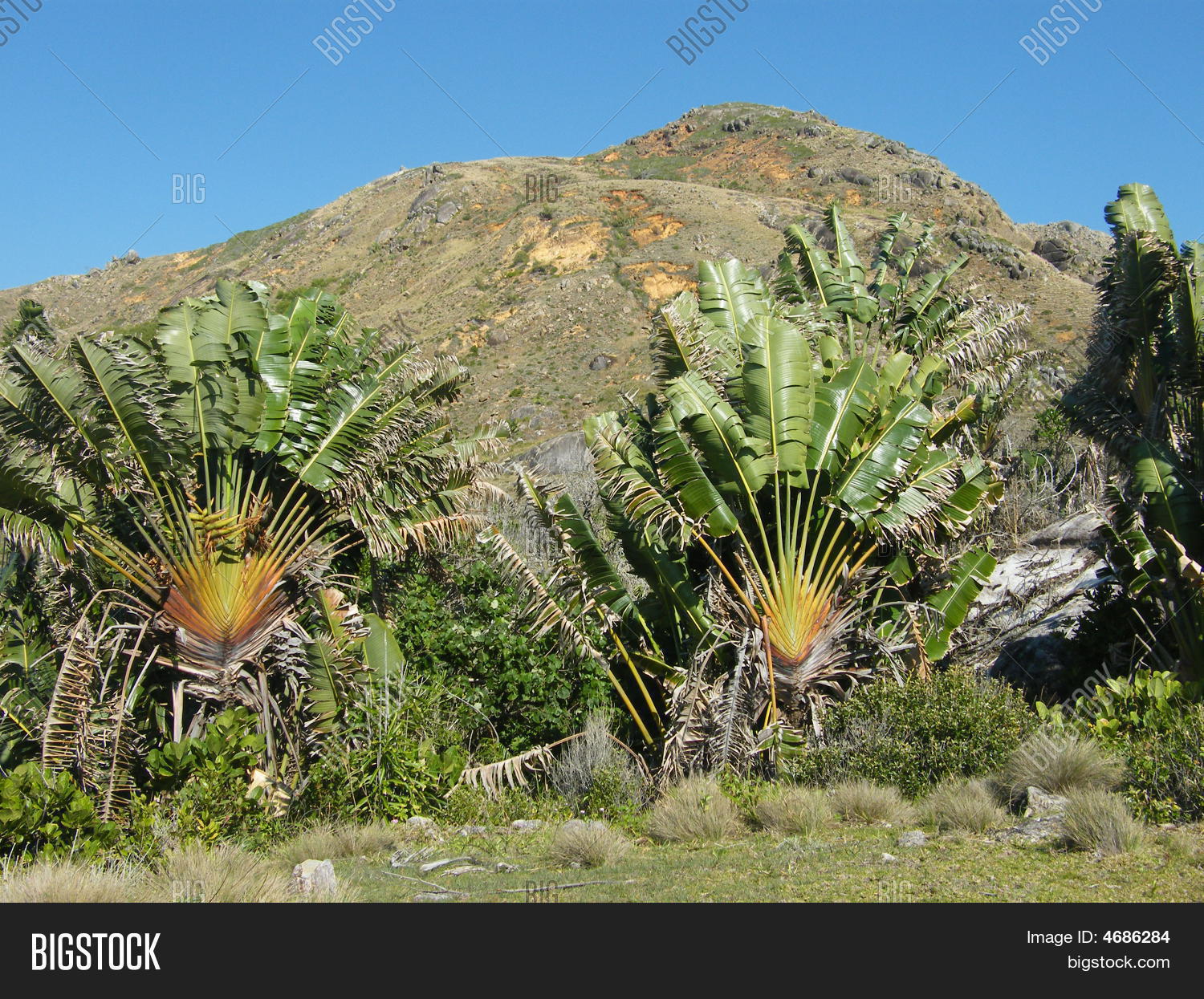 Malagasy Ravinala Image & Photo (Free Trial) | Bigstock