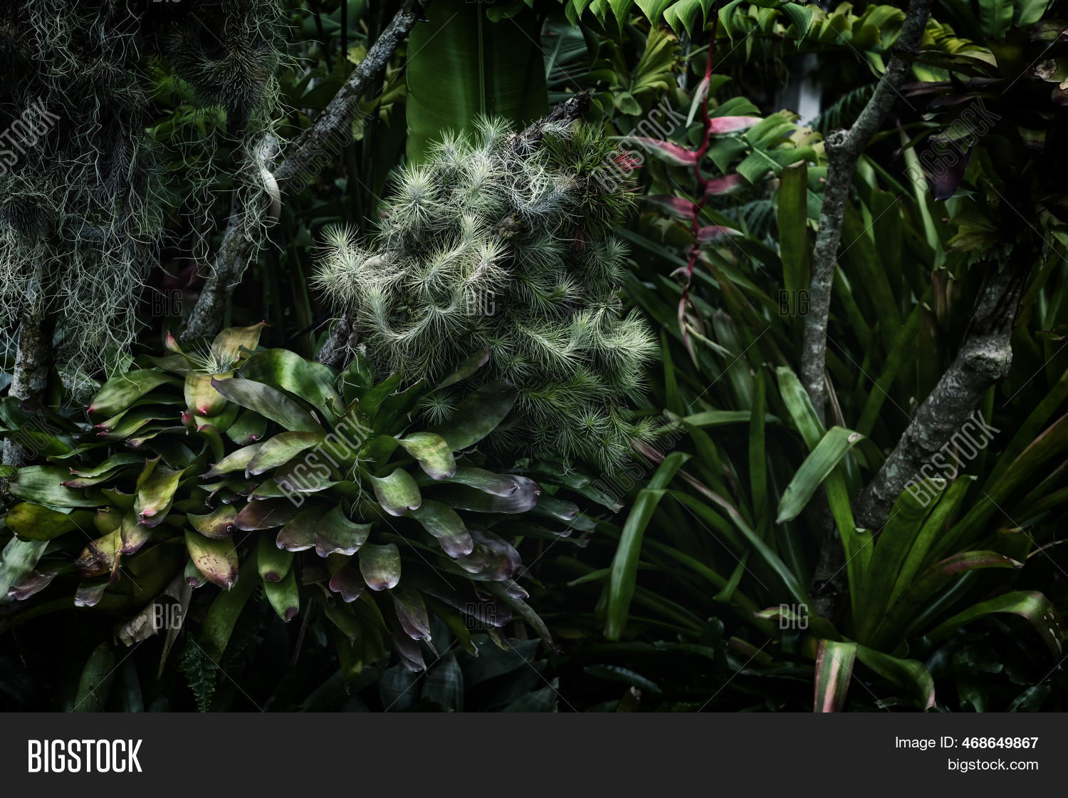 Dense Bromeliads Image & Photo (Free Trial) | Bigstock