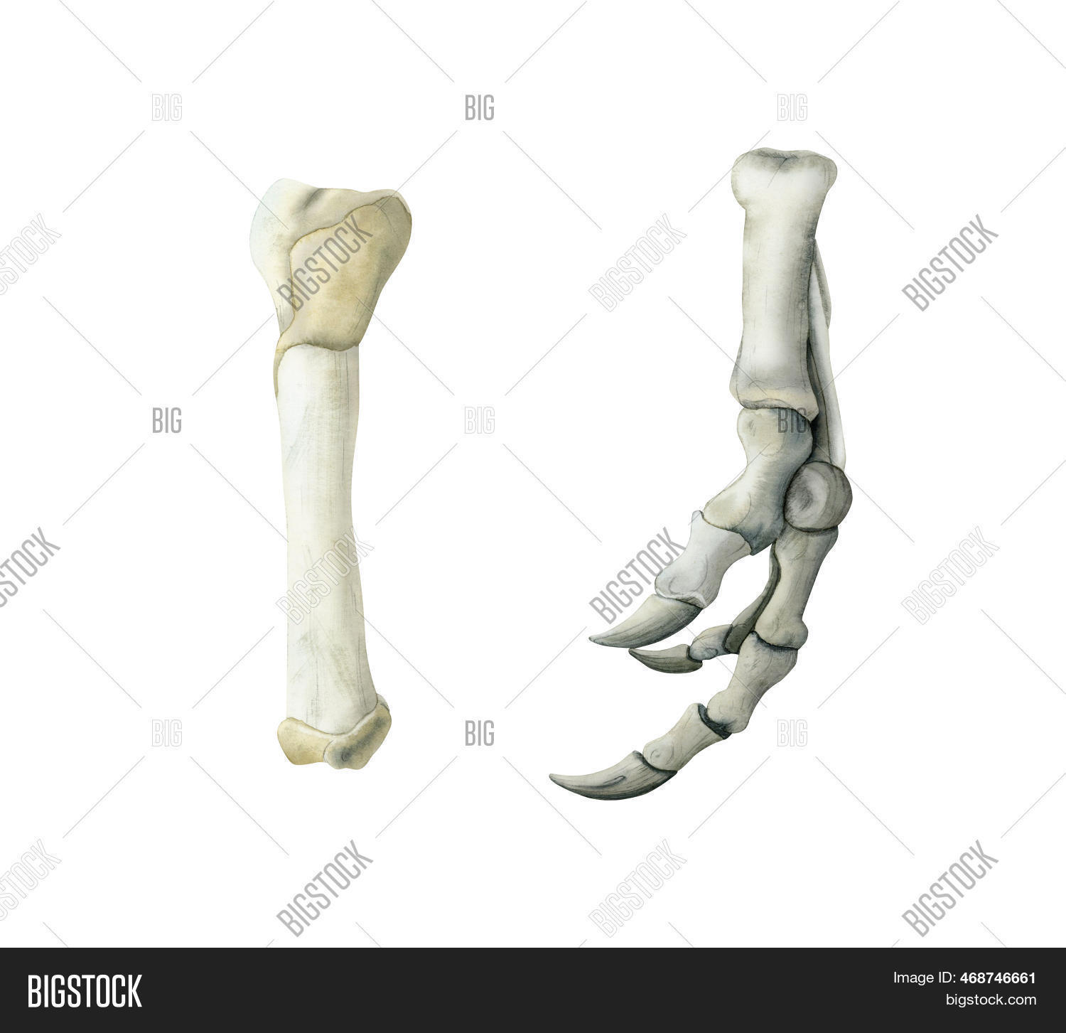 Dinosaur Hand Bones Image & Photo (Free Trial) | Bigstock