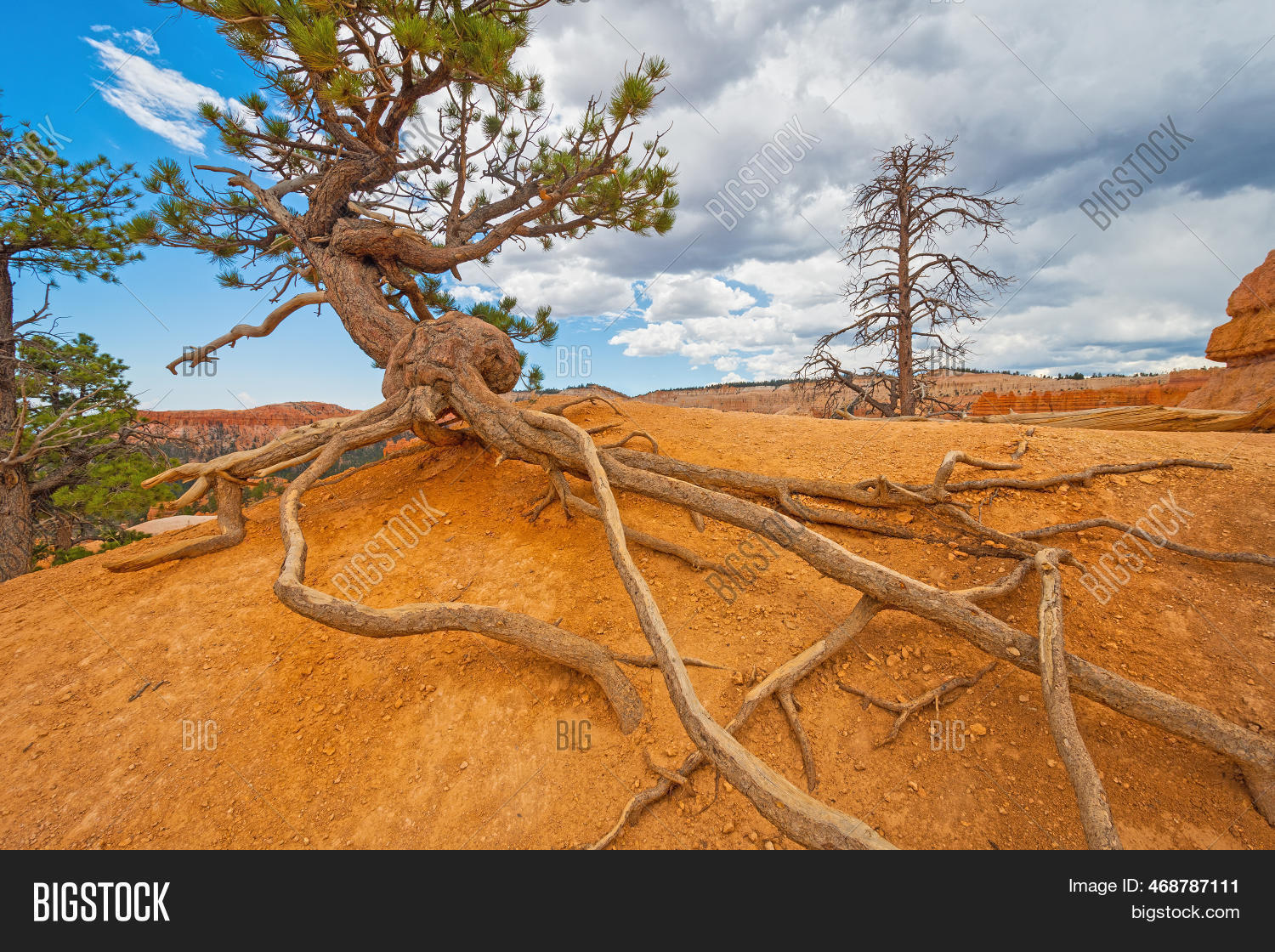 Tree Roots Exposed Due Image & Photo (Free Trial) | Bigstock