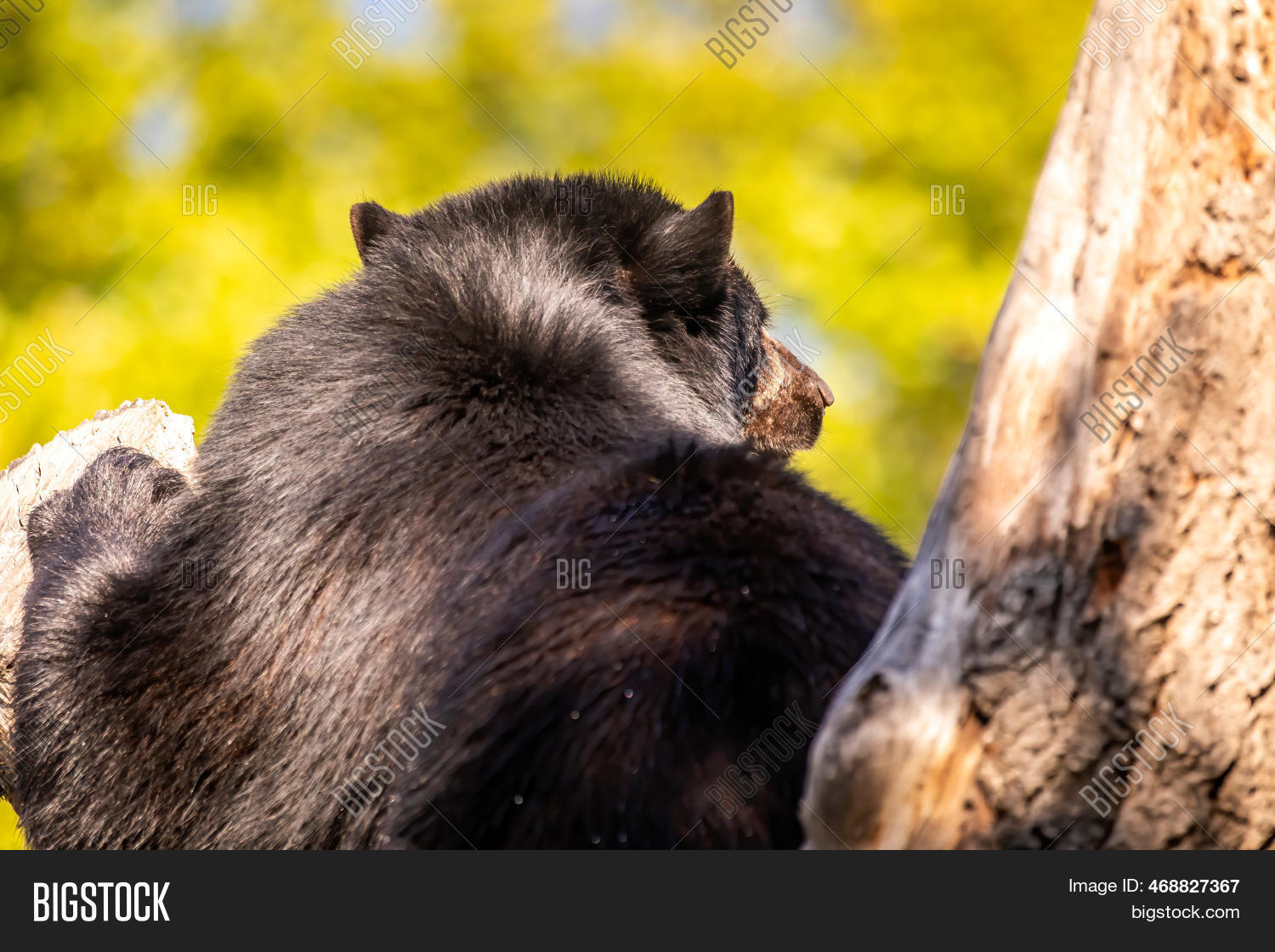 Young Spectacled Bear Image & Photo (Free Trial) | Bigstock