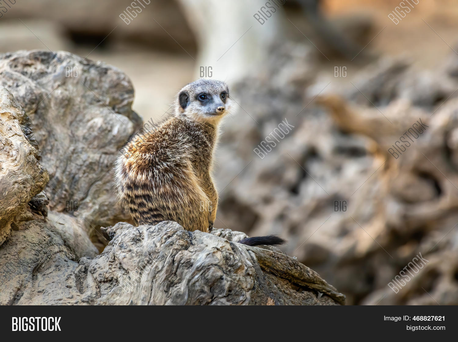 Meerkat Guard Image & Photo (Free Trial) | Bigstock