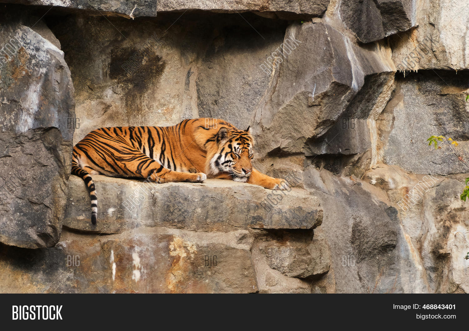 Tiger Lies Sleeping On Image & Photo (Free Trial) | Bigstock