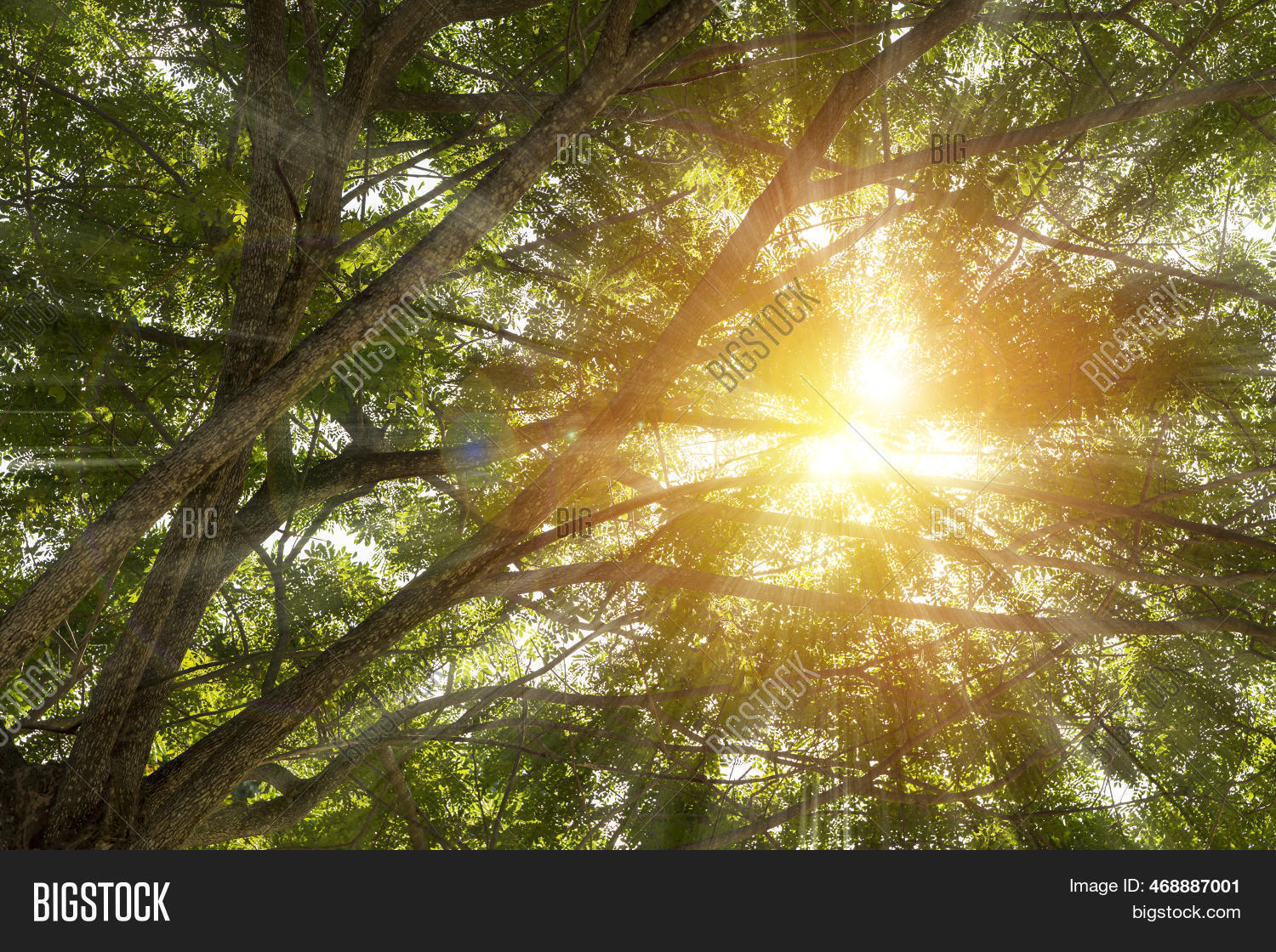 Deep Forest 图片和照片（免费试用） | Bigstock