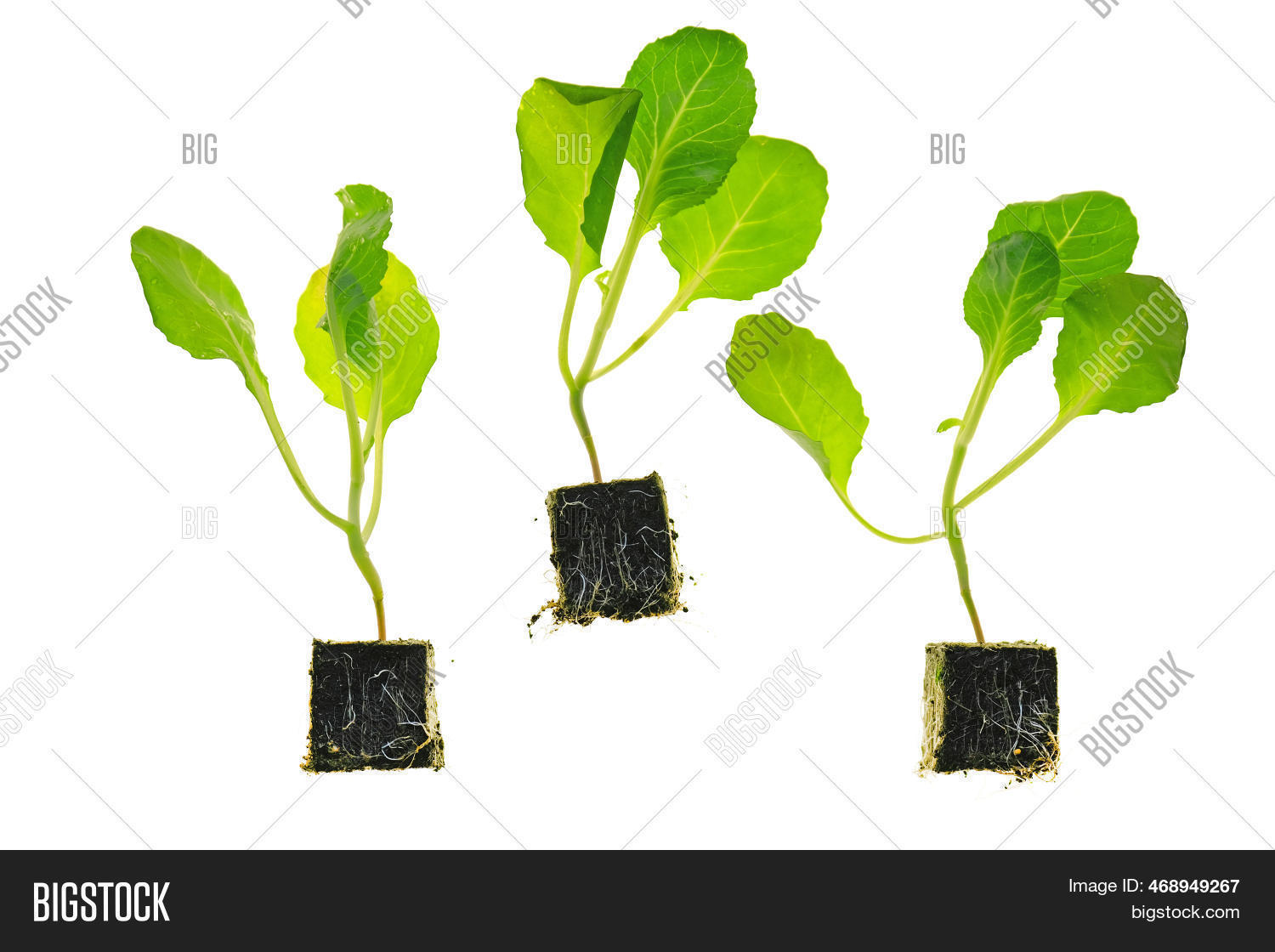 Seedlings Root System Image & Photo (Free Trial) | Bigstock
