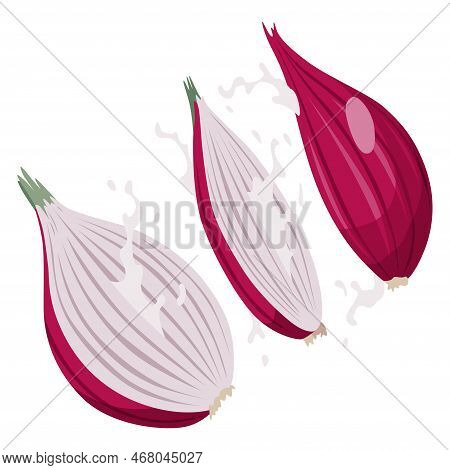 Cartoon Sliced Onion Vector & Photo (Free Trial) | Bigstock