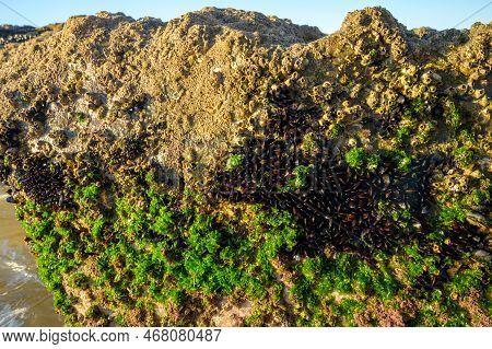 Colony Mussels Bivalve Image & Photo (Free Trial) | Bigstock