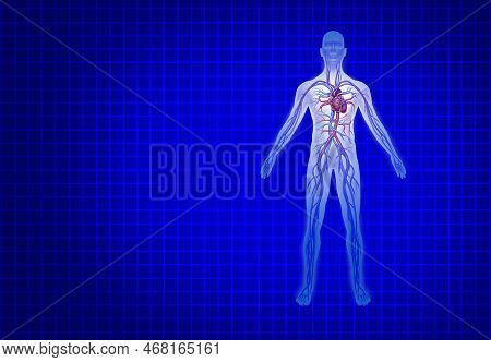 Human Cardiovascular Image & Photo (Free Trial) | Bigstock