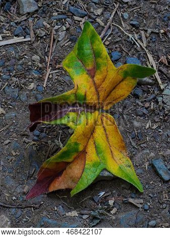 Beautiful Forest Maple Image & Photo (Free Trial) | Bigstock