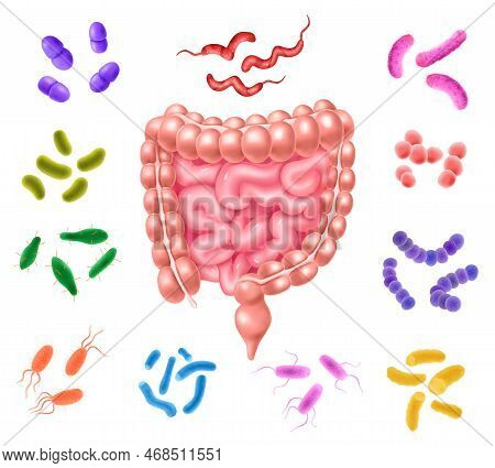 Human Colon Bacterial Vector & Photo (Free Trial) | Bigstock