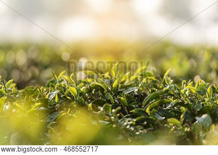 Green Tea Tree Leaves Image & Photo (Free Trial) | Bigstock
