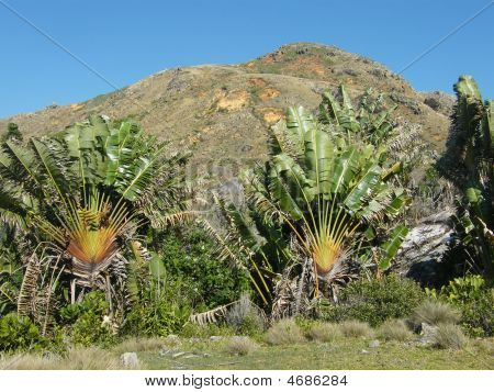 Malagasy Ravinala Image & Photo (Free Trial) | Bigstock