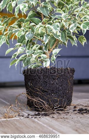 View Roots Ficus Plant Image & Photo (Free Trial) | Bigstock