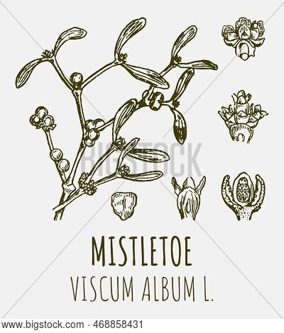 Mistletoe Botanical Illustration