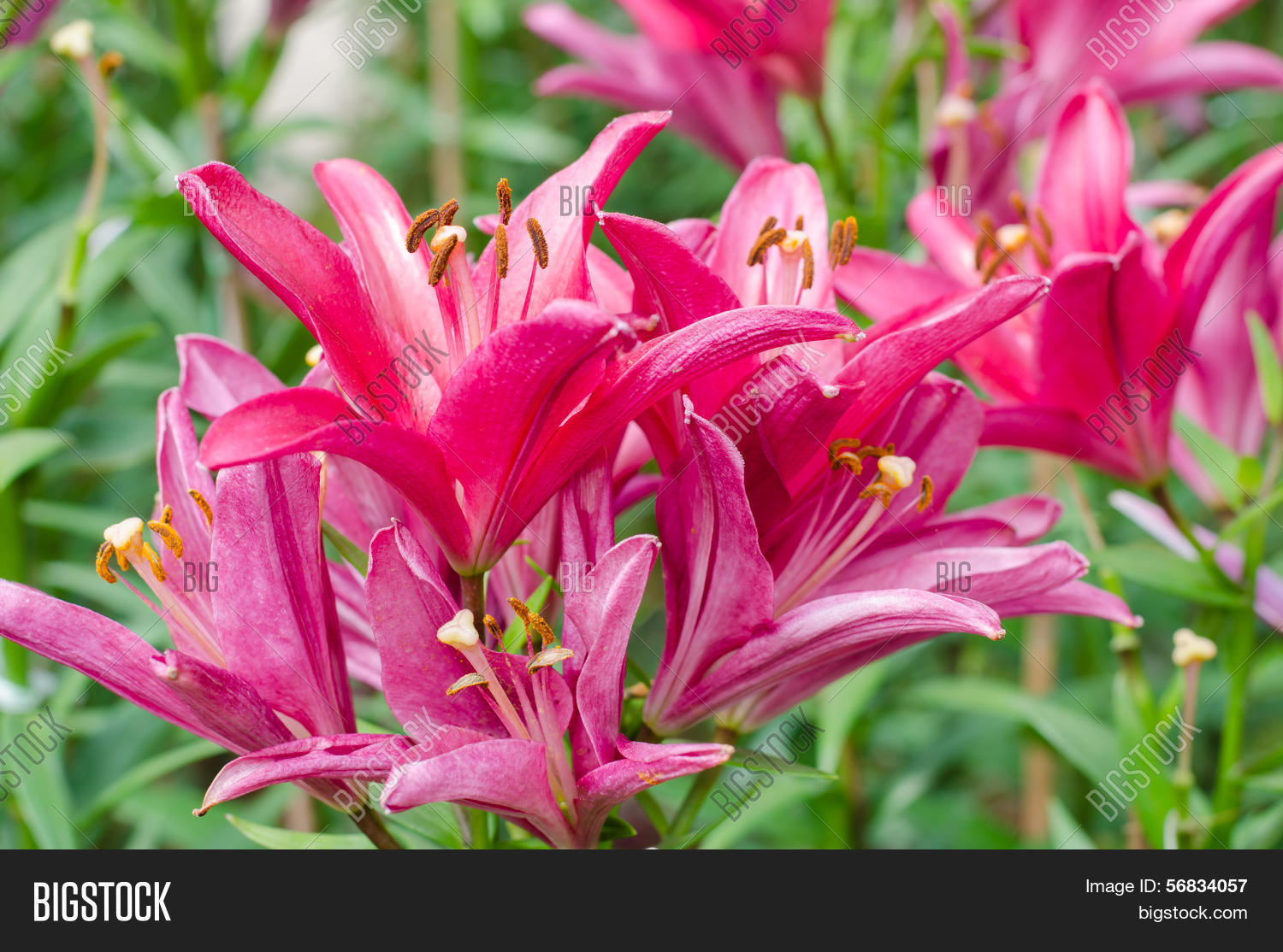 Blooming Pink Lily Image & Photo (Free Trial) | Bigstock