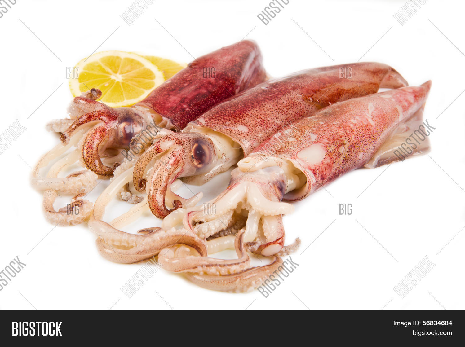 Fresh Squid Isolated Image & Photo (Free Trial) | Bigstock