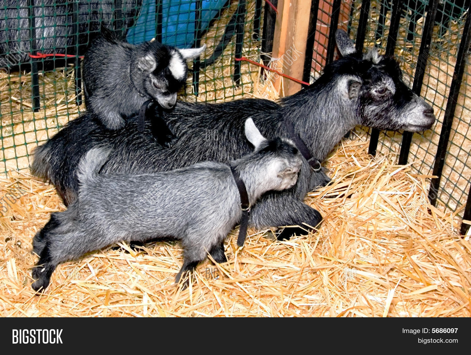 Two Baby Pygmy Goats Image & Photo (Free Trial) | Bigstock