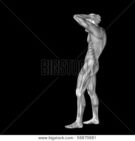 3D Human Man Muscles Image & Photo (Free Trial) | Bigstock
