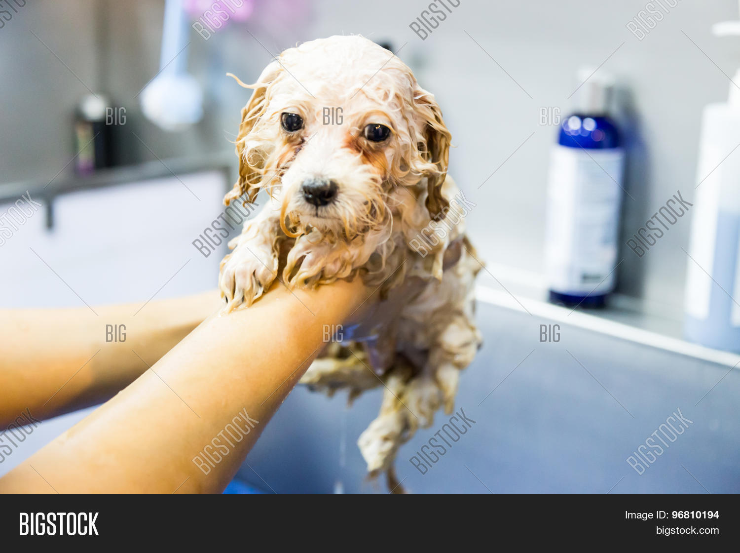 Cute Tiny Poodle Puppy Image & Photo (Free Trial) | Bigstock