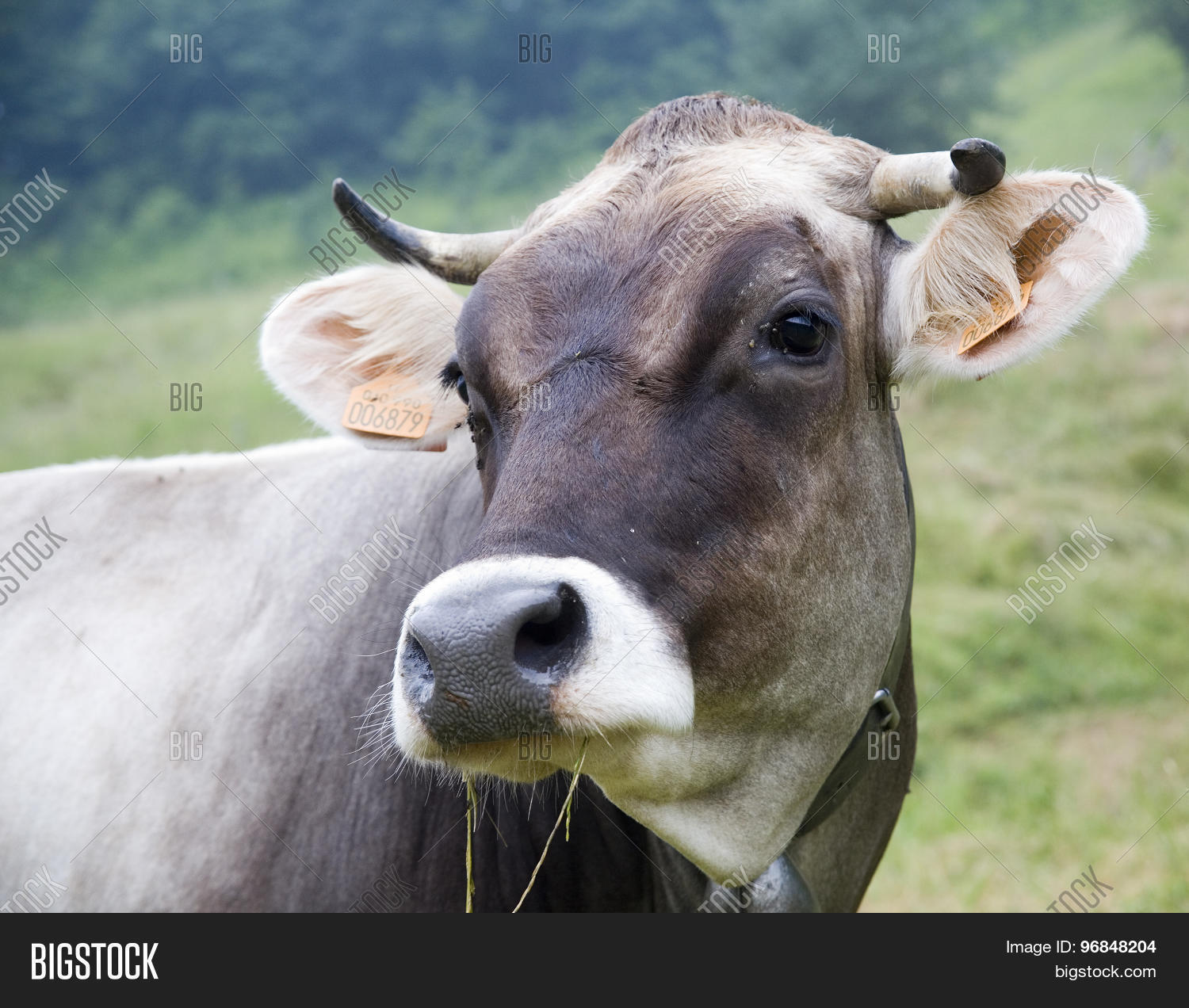 Italian Cow Image & Photo (Free Trial) | Bigstock