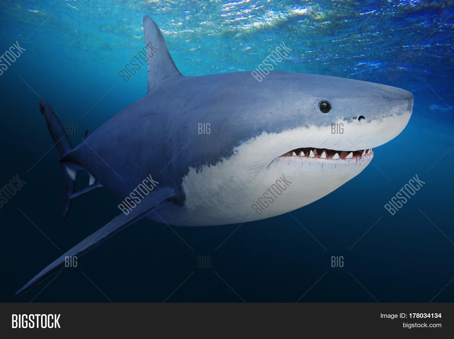 Carcharodon Carcharias Wallpaper