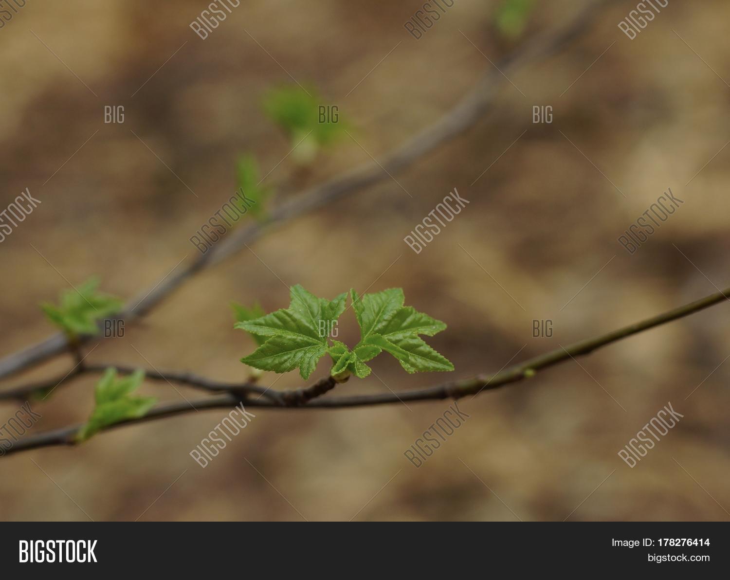 Sweet Gum Tree Double Image & Photo (Free Trial) | Bigstock
