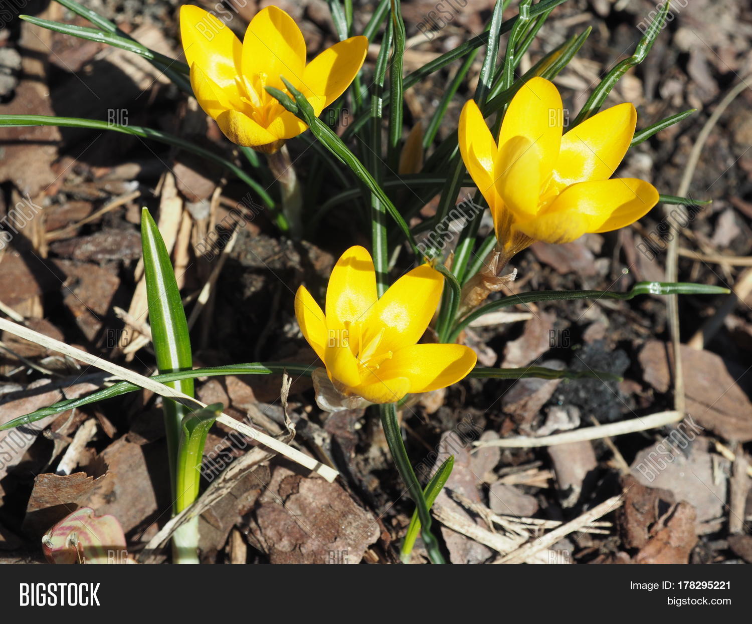 Yellow Crocus Image & Photo (Free Trial) | Bigstock