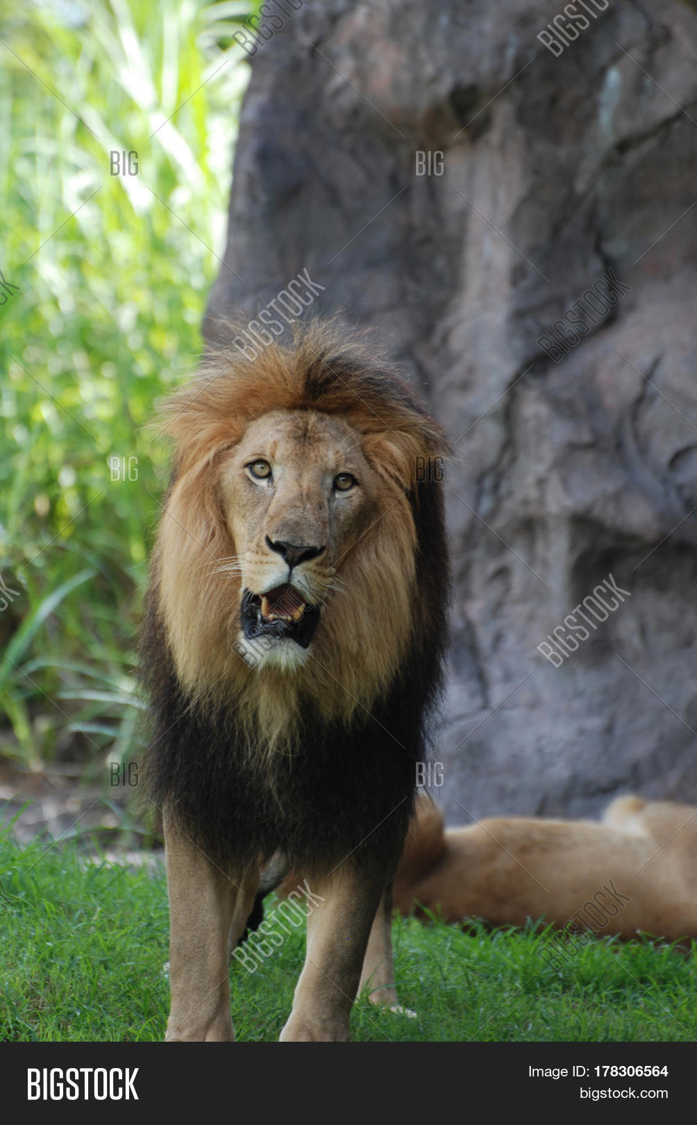 Lion Prowling His Image & Photo (Free Trial) | Bigstock