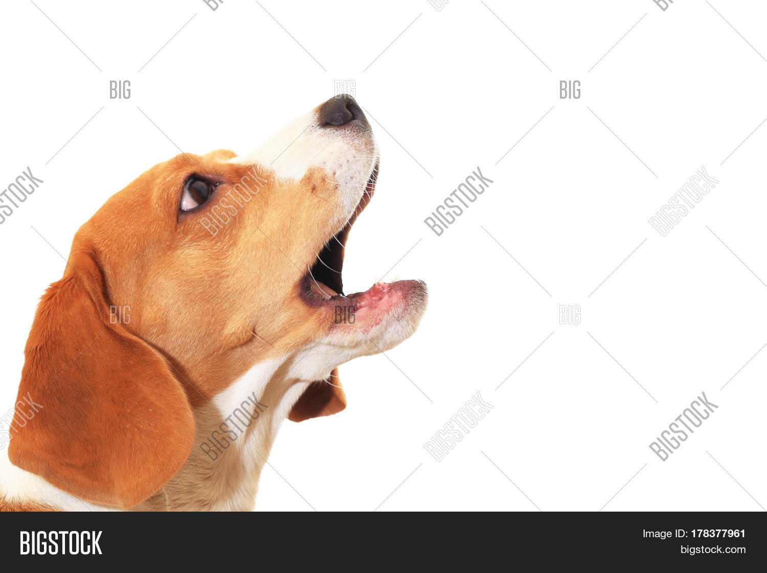 Dog Head Open Mouth Image & Photo (Free Trial) | Bigstock