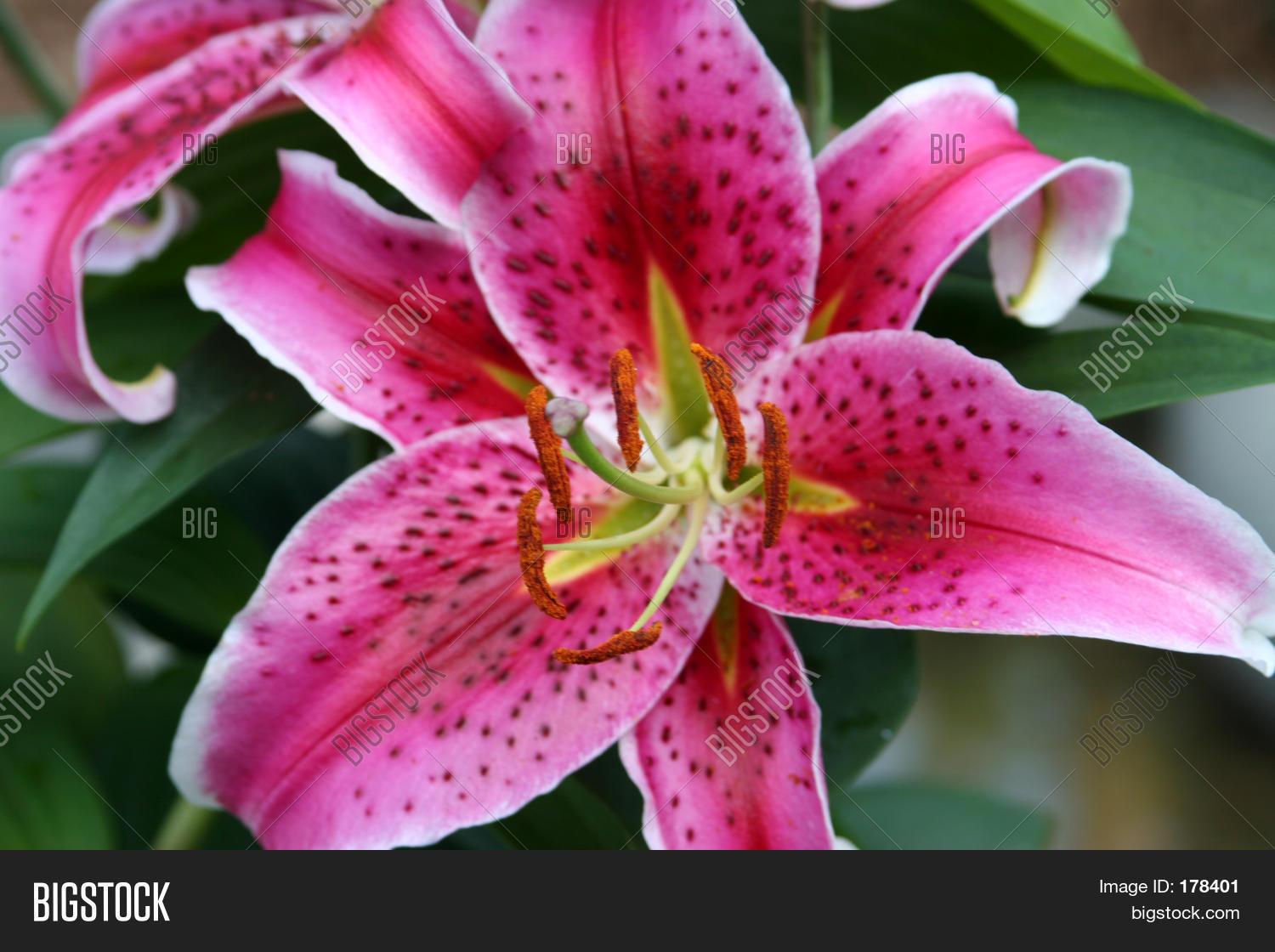 Hawaiian Lily Image & Photo (Free Trial) | Bigstock