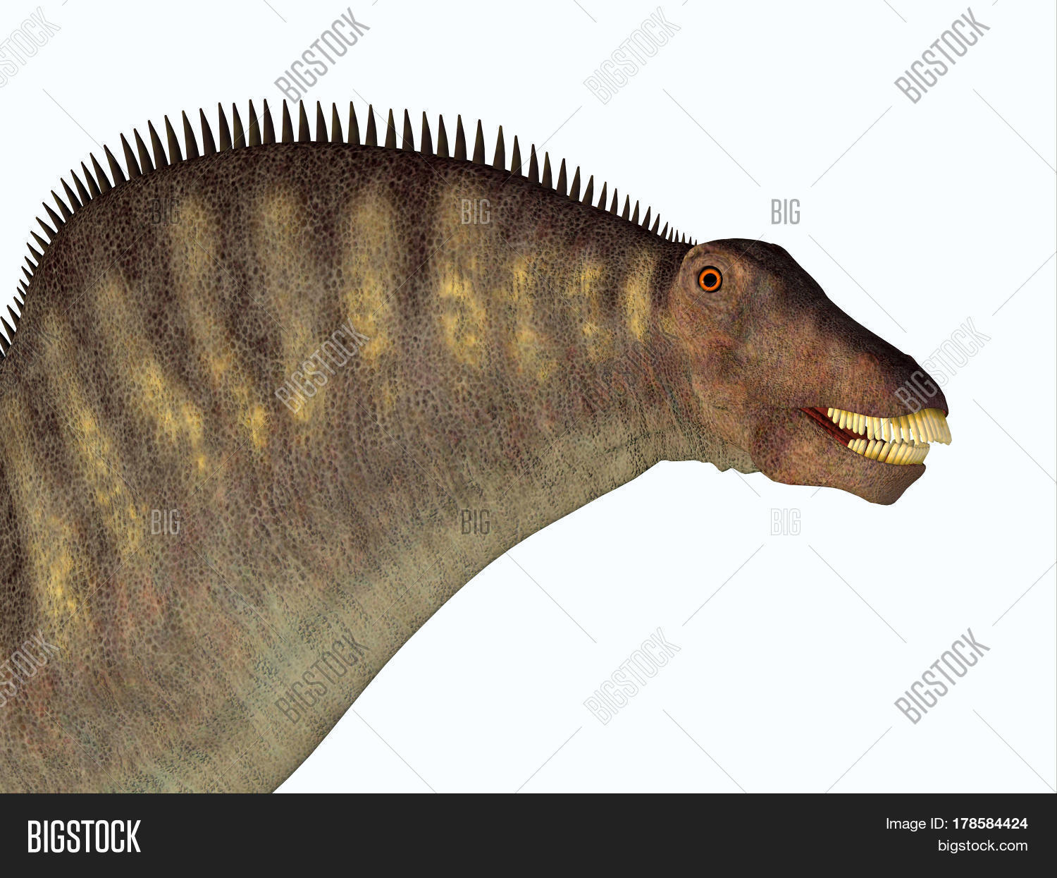 Amargasaurus Dinosaur Image & Photo (Free Trial) | Bigstock