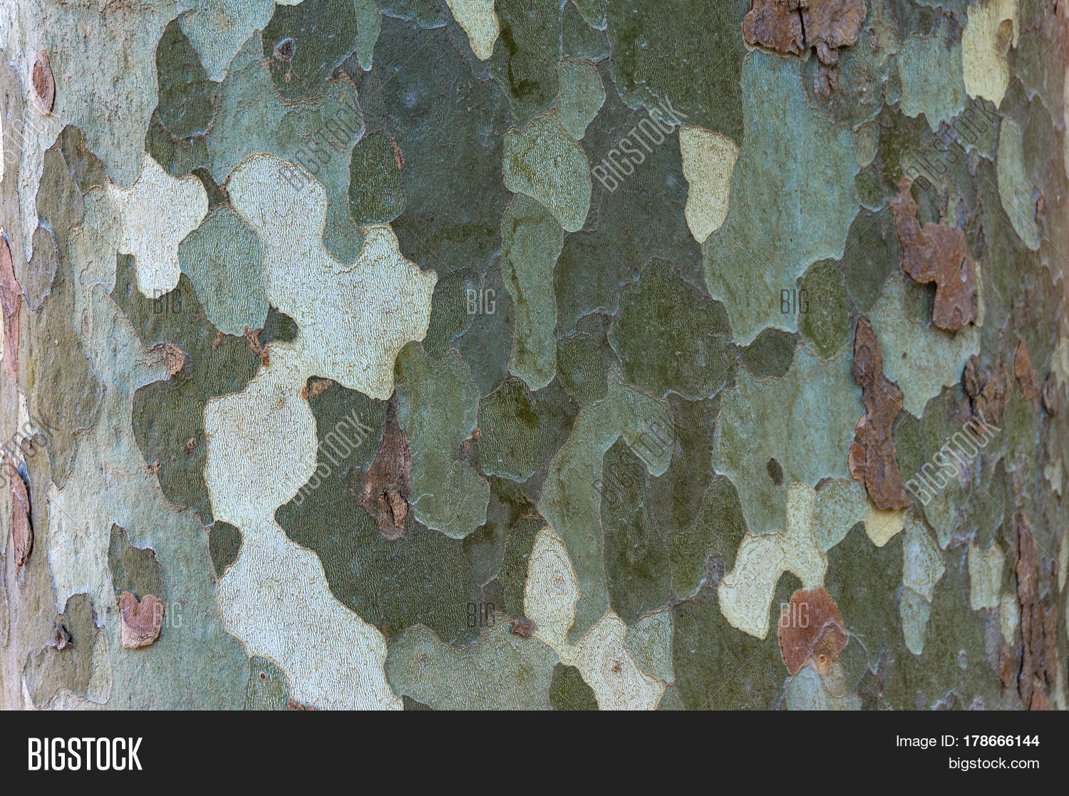 Tree Trunk Texture. Image & Photo (Free Trial) | Bigstock