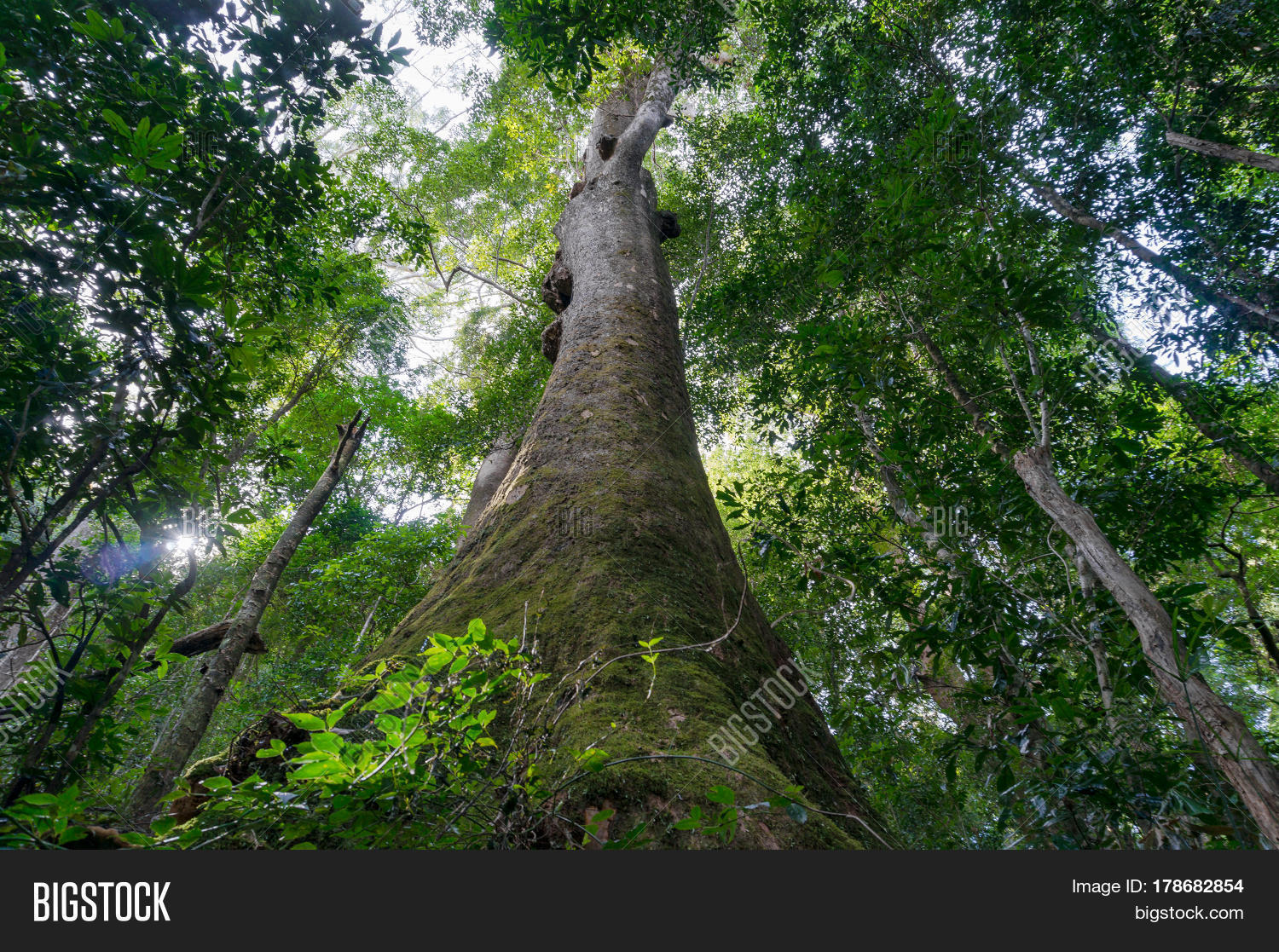 Looking Giant Tropical Image & Photo (Free Trial) | Bigstock
