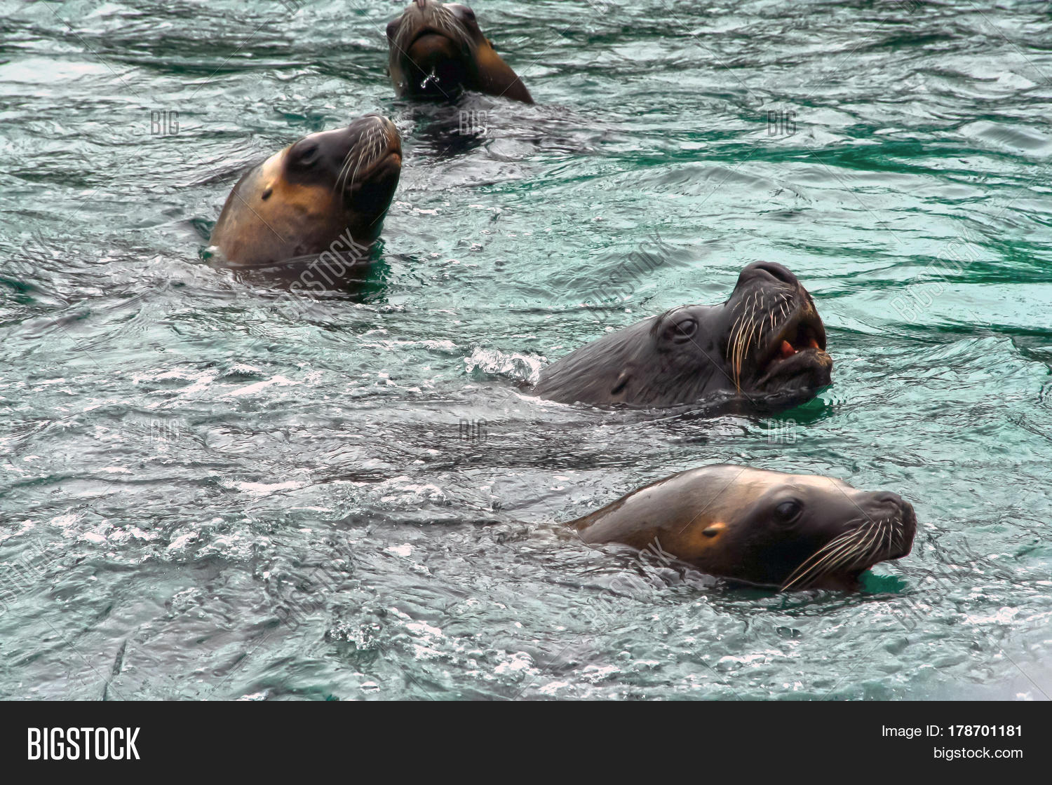 Pinnipeds Seals Sea Image & Photo (Free Trial) | Bigstock