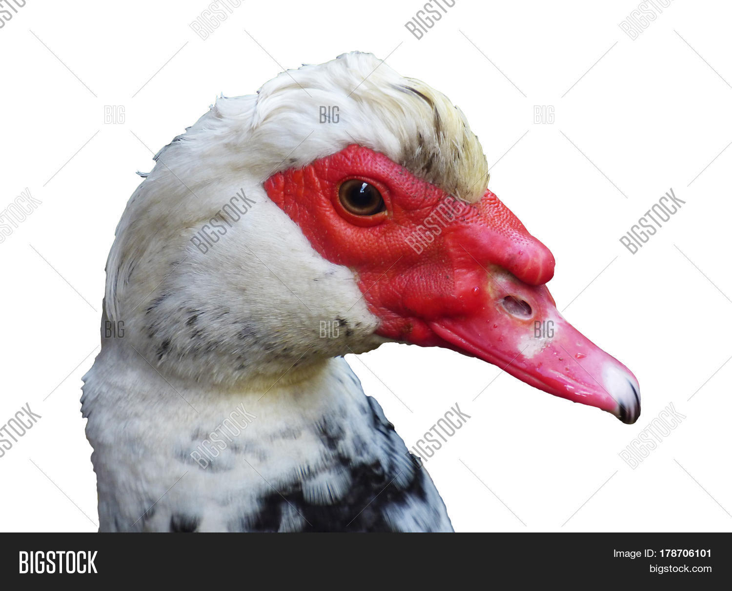 Beautiful White Duck Image & Photo (Free Trial) | Bigstock