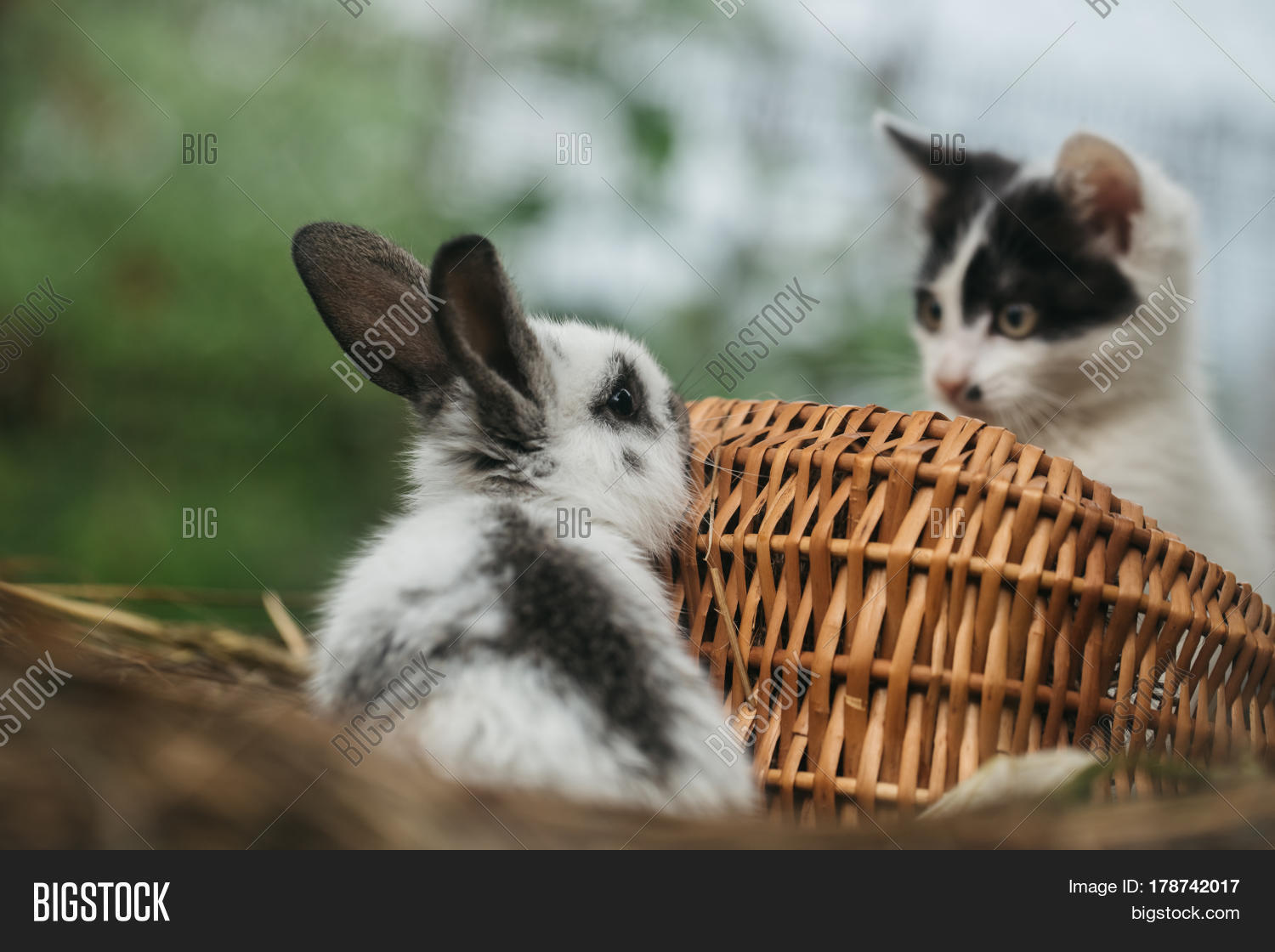 Cute Small Cat Rabbit Image & Photo (Free Trial) | Bigstock
