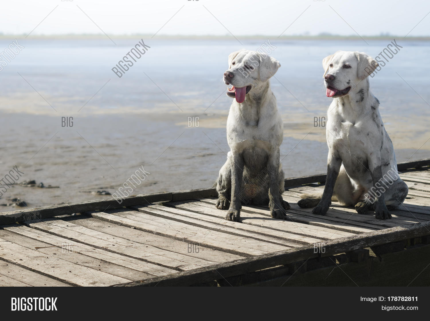 Two Dirty Labrador Image & Photo (Free Trial) | Bigstock