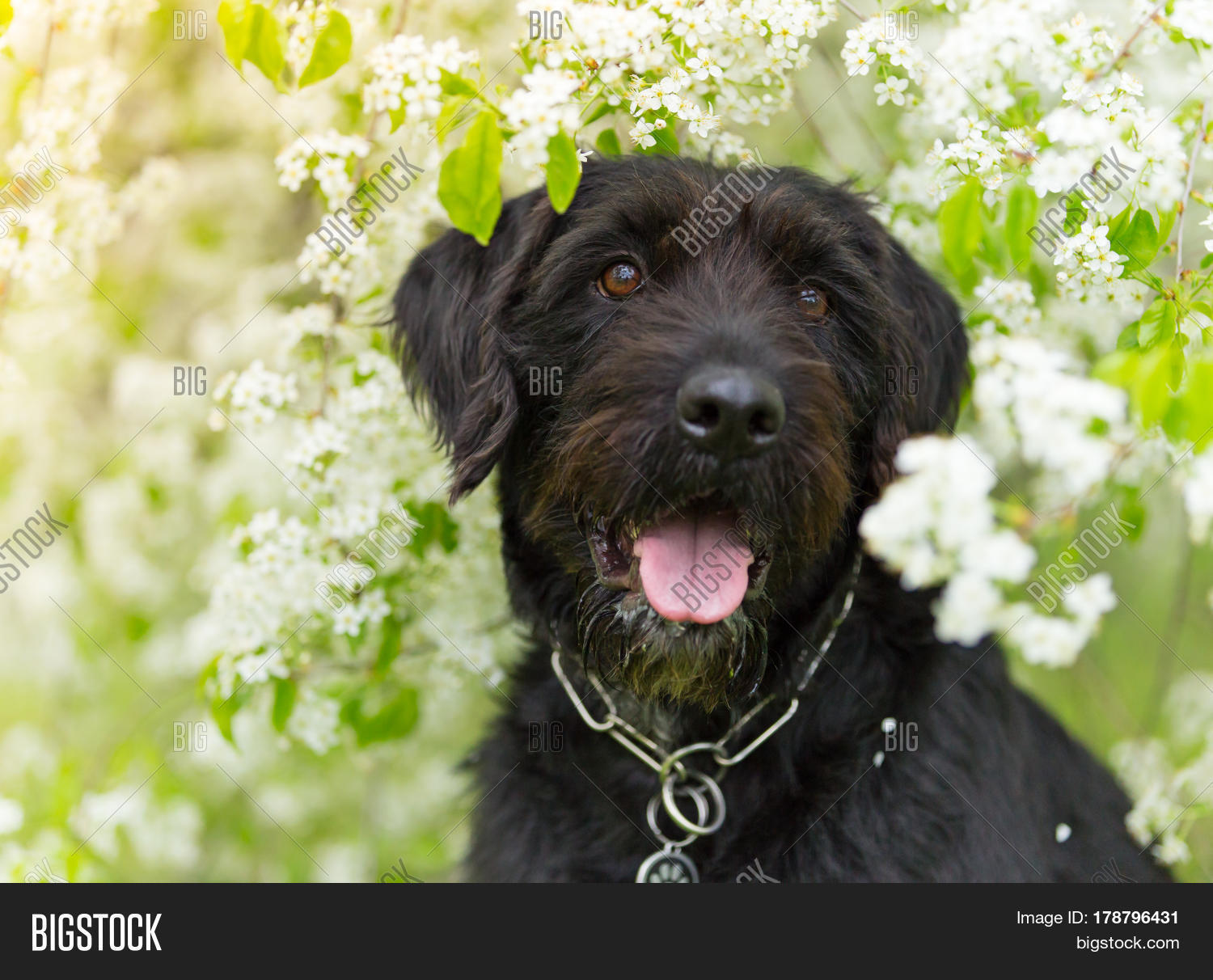 Cute Black Mutt Dog Image & Photo (Free Trial) | Bigstock